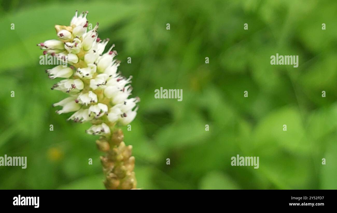 alpine bistort (Bistorta vivipara) Plantae Stock Photo - Alamy