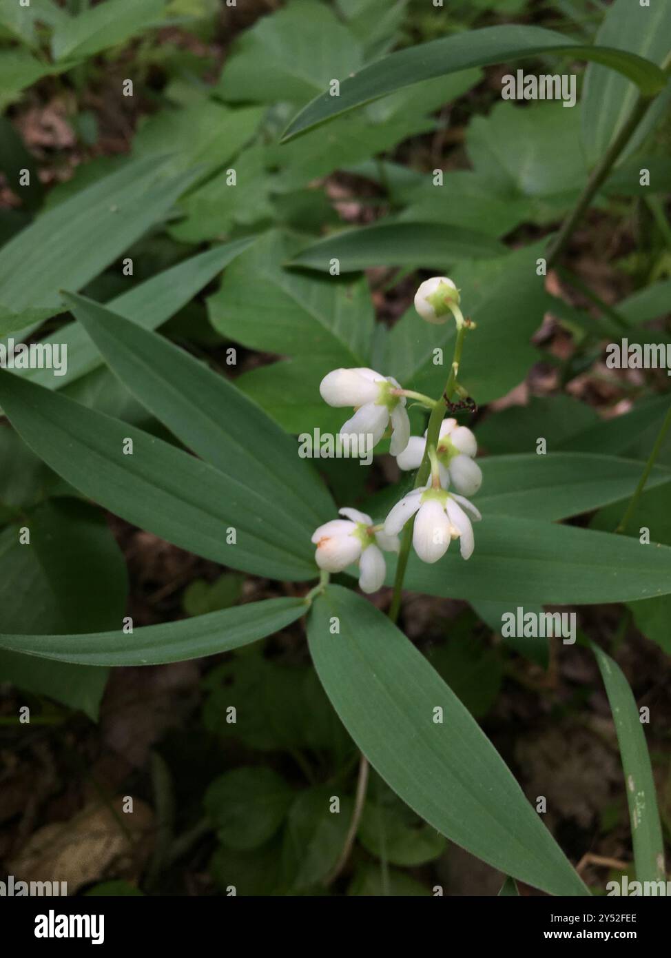 shinleaf (Pyrola elliptica) Plantae Stock Photo - Alamy