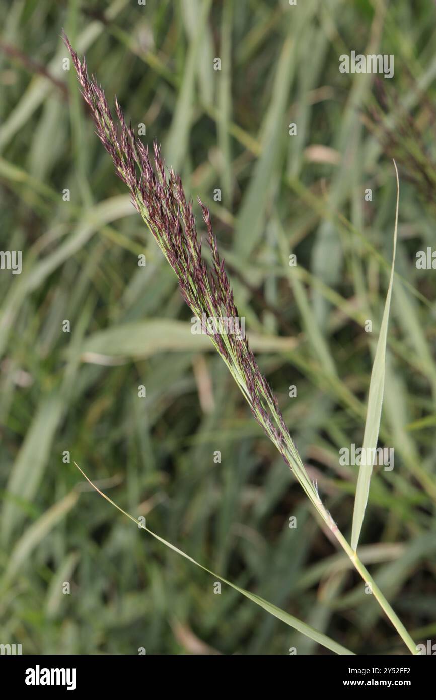 European reed (Phragmites australis australis) Plantae Stock Photo - Alamy