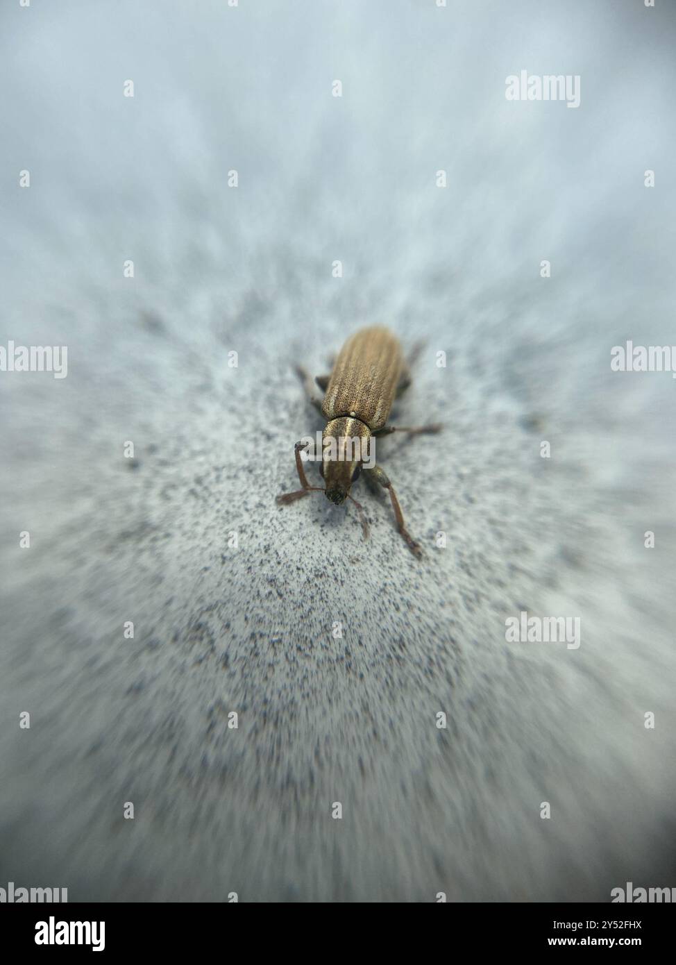 Pea Weevil (Sitona lineatus) Insecta Stock Photo - Alamy