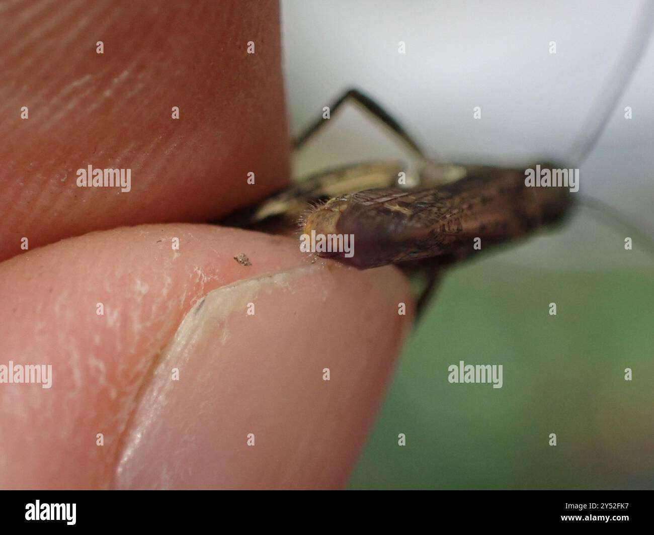 Bow-winged Grasshopper (Chorthippus biguttulus) Insecta Stock Photo - Alamy