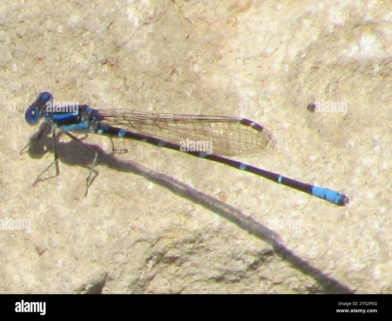 Blue-ringed Dancer (Argia sedula) Insecta Stock Photo - Alamy