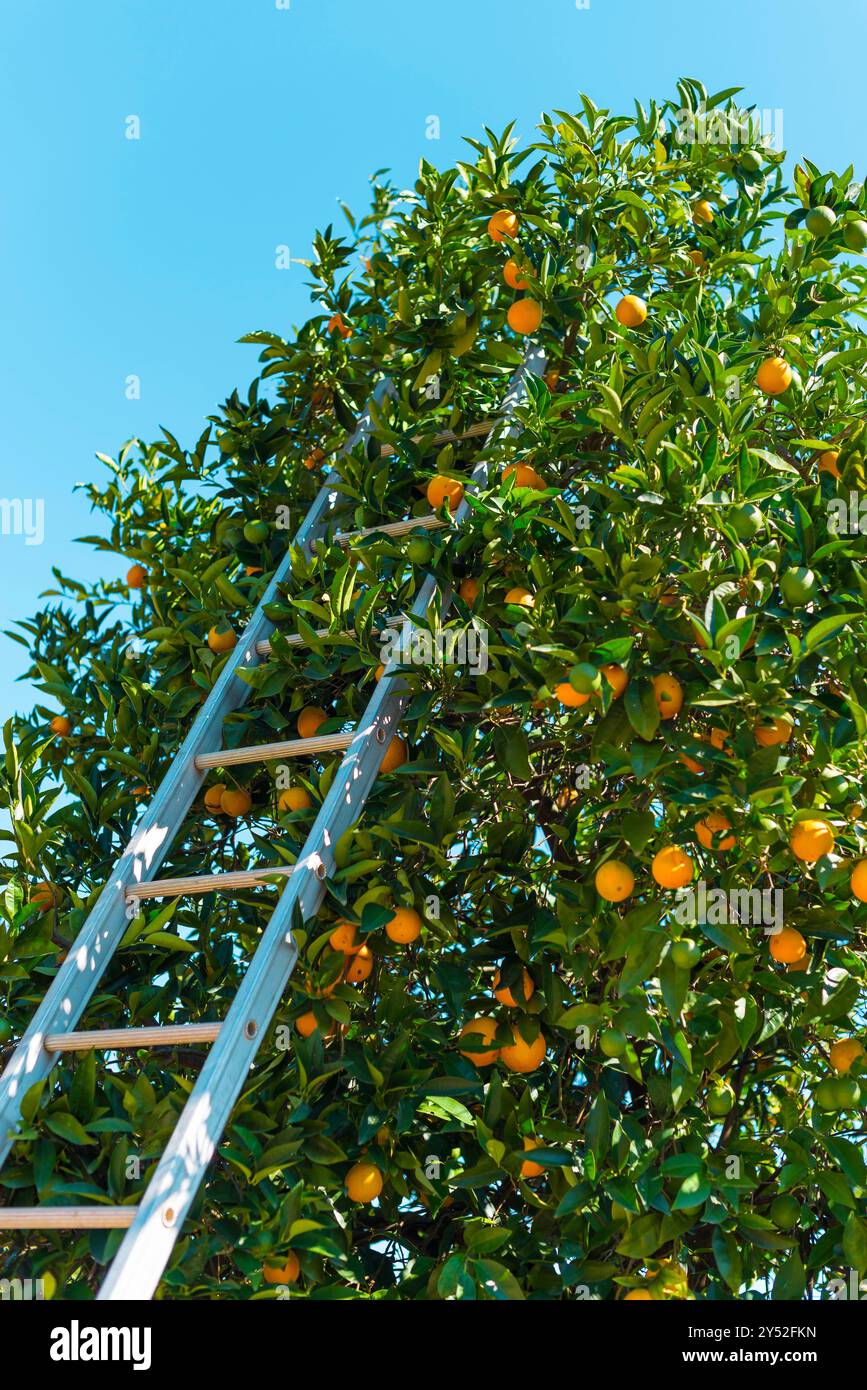 Ladder to the orange tree with ripe juicy fruits Stock Photo - Alamy