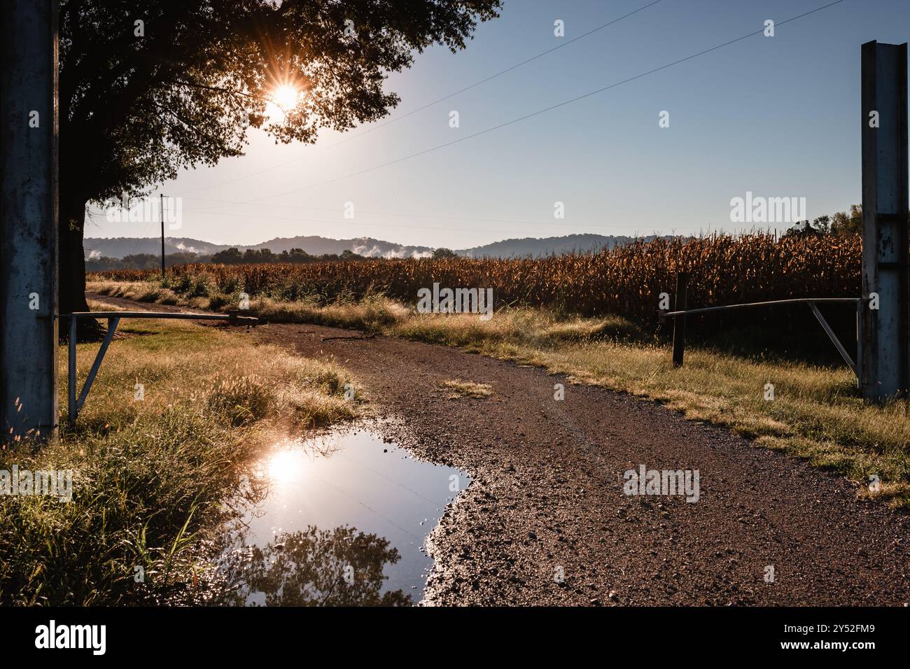 Sun shining through trees over corn field on rural farm road Stock ...