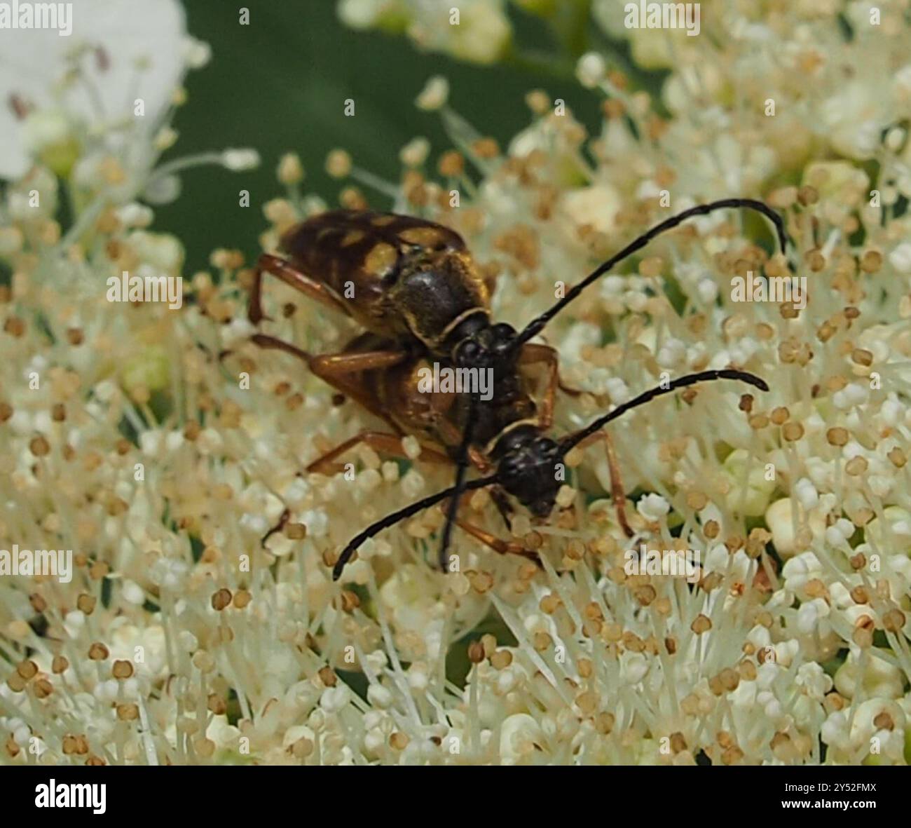 Banded Longhorn Beetle (Typocerus velutinus) Insecta Stock Photo - Alamy