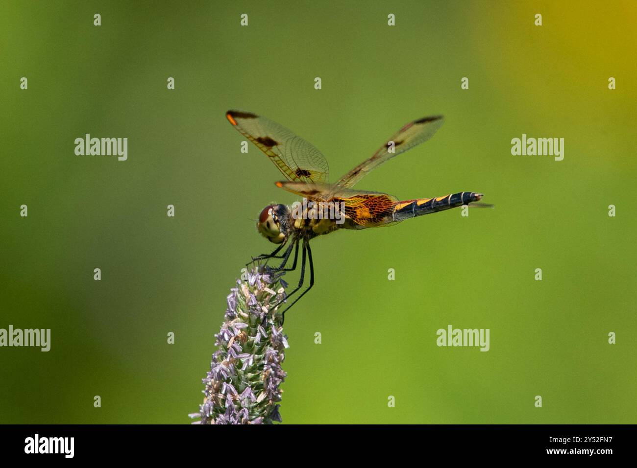Calico Pennant (Celithemis elisa) Insecta Stock Photo - Alamy
