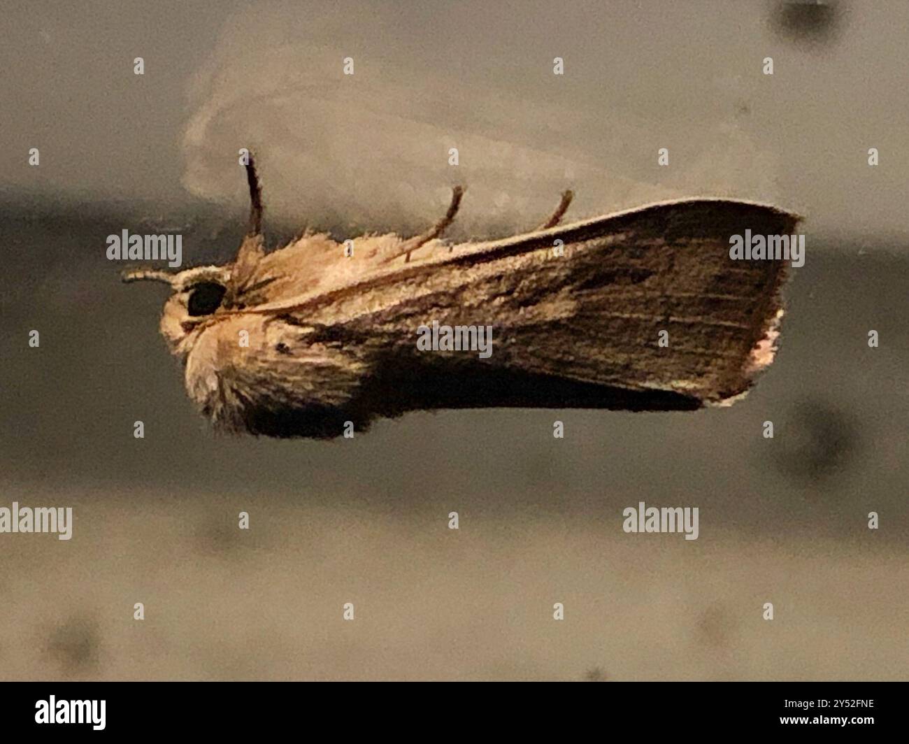 Owlet Moths and Allies (Noctuoidea) Insecta Stock Photo - Alamy