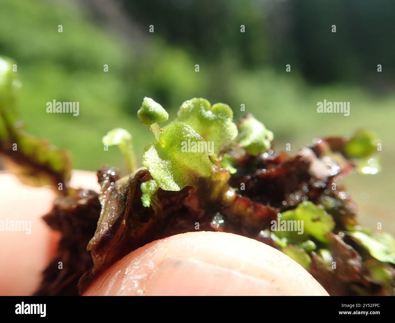 Narrow Mushroom-headed Liverwort (Marchantia quadrata) Plantae Stock ...