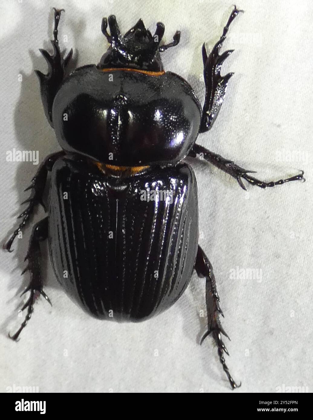 Triceratops Beetle (Phileurus truncatus) Insecta Stock Photo - Alamy