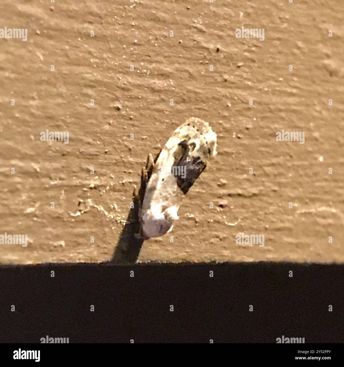 Small Bird-dropping Moth (Ponometia erastrioides) Insecta Stock Photo ...