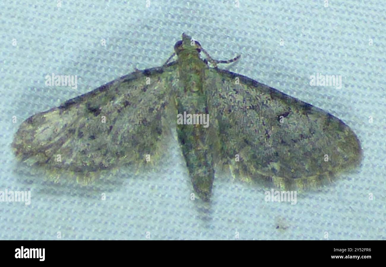 Common Eupithecia Moth (Eupithecia miserulata) Insecta Stock Photo - Alamy