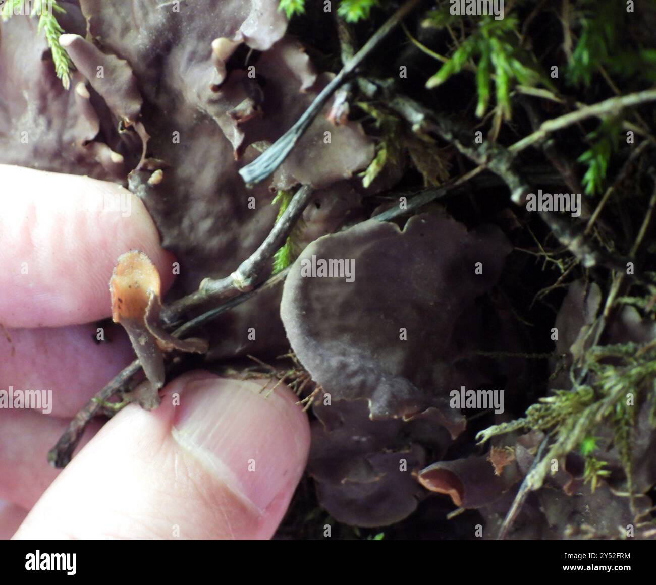 scaly pelt lichen (Peltigera praetextata) Fungi Stock Photo - Alamy