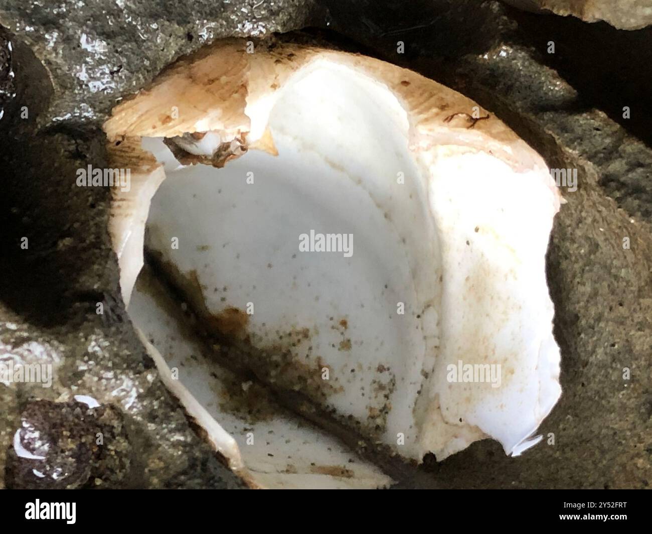 Piddocks and Angelwings (Pholadidae) Mollusca Stock Photo - Alamy