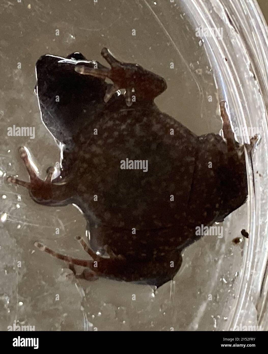 Eastern Narrow-mouthed Toad (Gastrophryne carolinensis) Amphibia Stock ...