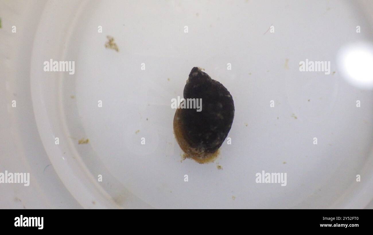 Pond Snails, Bladder Snails, and Allies (Lymnaeoidea) Mollusca Stock ...