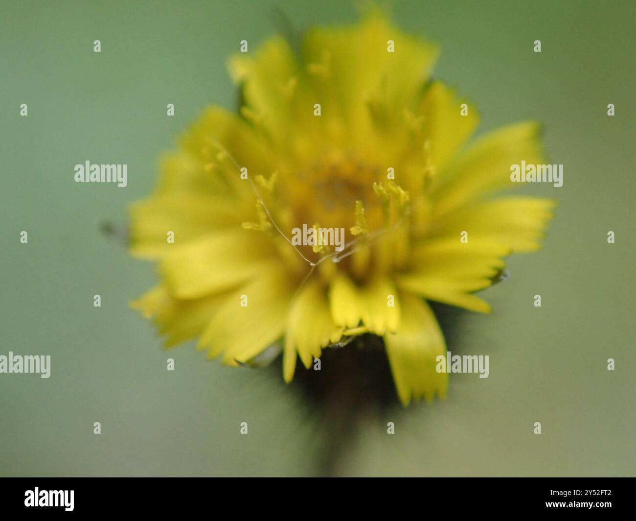 Hieracium triste hi-res stock photography and images - Alamy