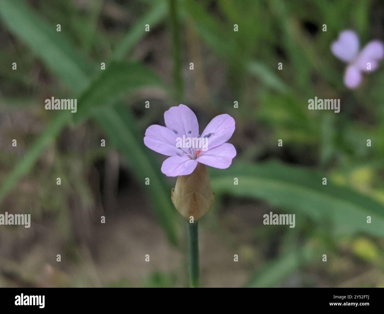Proliferous Pink (Petrorhagia prolifera) Plantae Stock Photo - Alamy