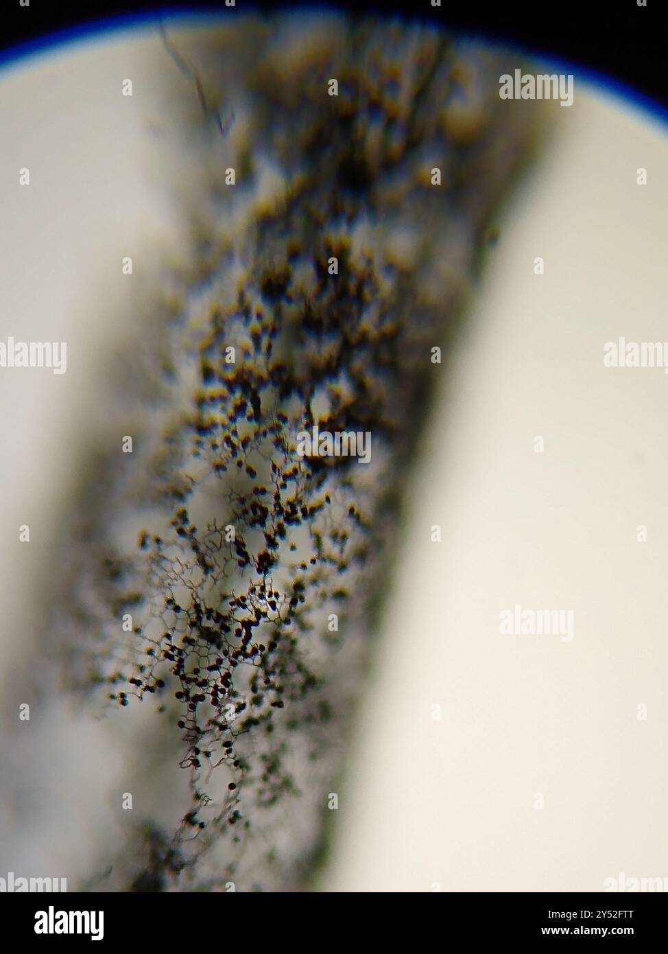 (Stemonitis fusca) Protozoa Stock Photo - Alamy