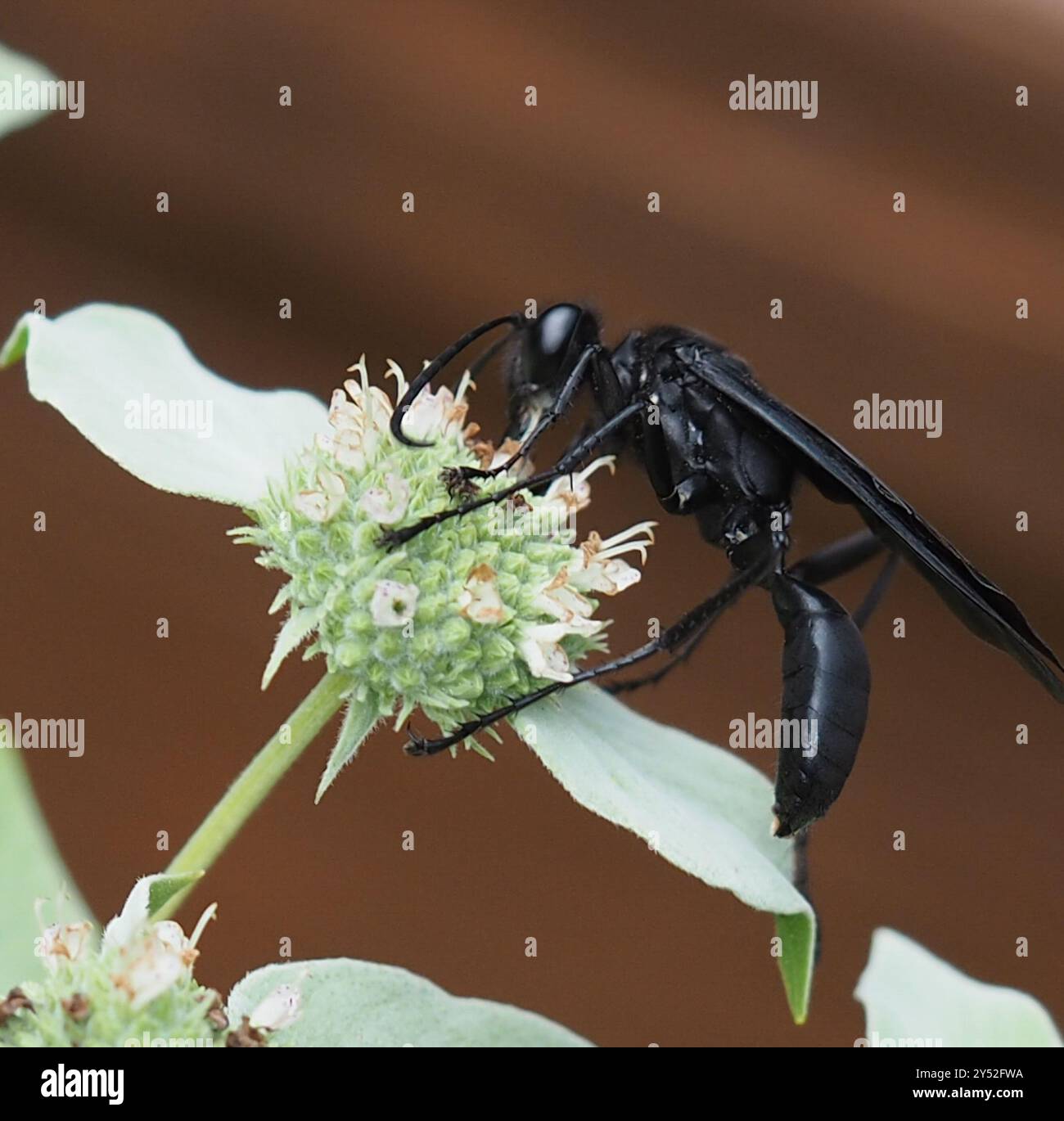 Great Black Digger Wasp (Sphex pensylvanicus) Insecta Stock Photo - Alamy