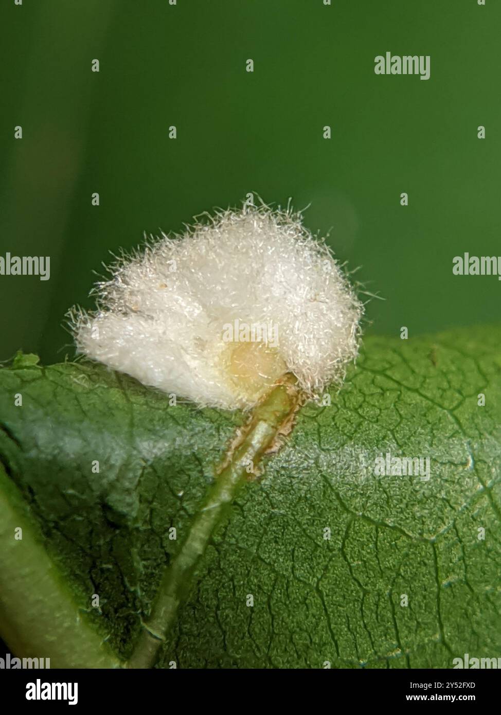 Woolly Oak Gall Wasp (Callirhytis lanata) Insecta Stock Photo - Alamy