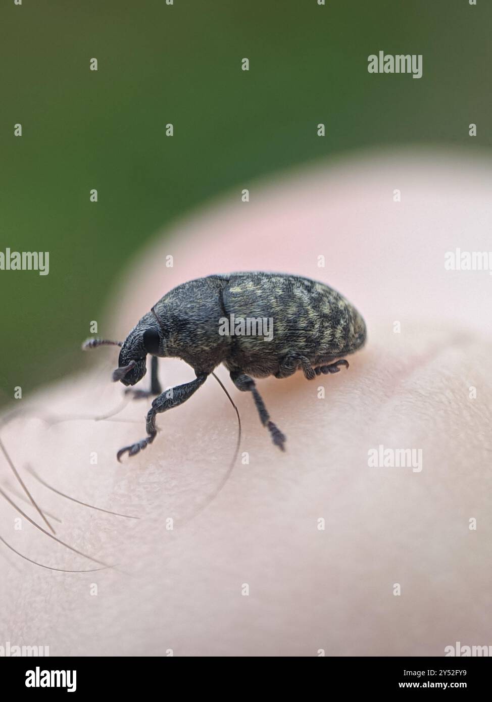Blunt Knapweed Flower Weevil (Larinus obtusus) Insecta Stock Photo - Alamy