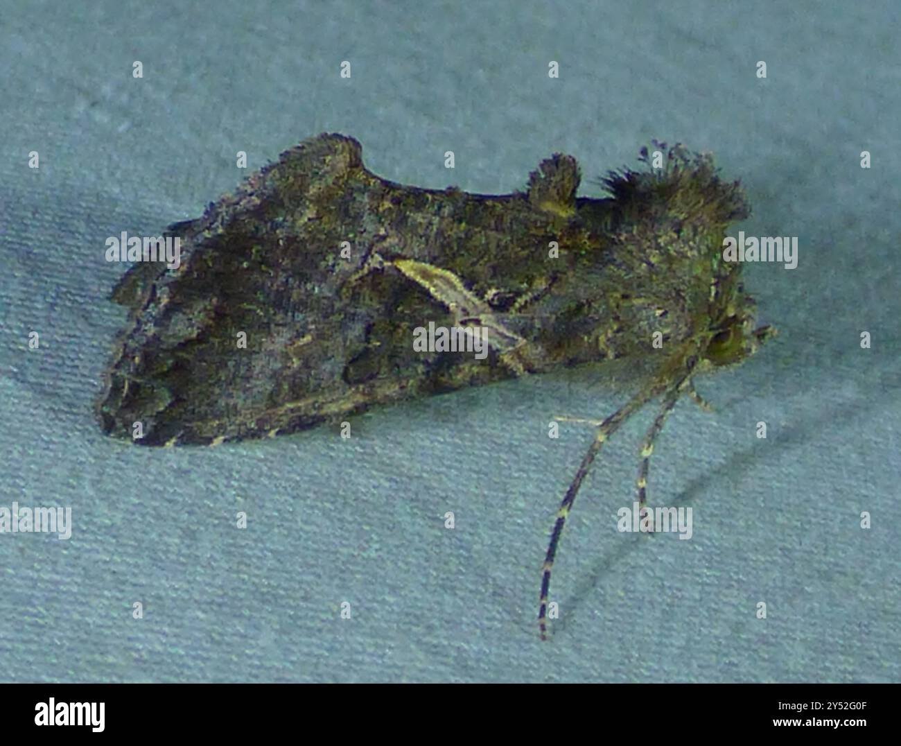 Sharp-stigma Looper Moth (Ctenoplusia oxygramma) Insecta Stock Photo ...