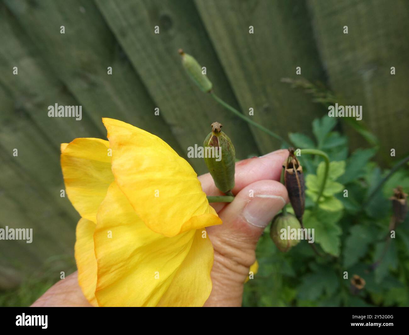 Welsh Poppy (Papaver cambricum) Plantae Stock Photo - Alamy