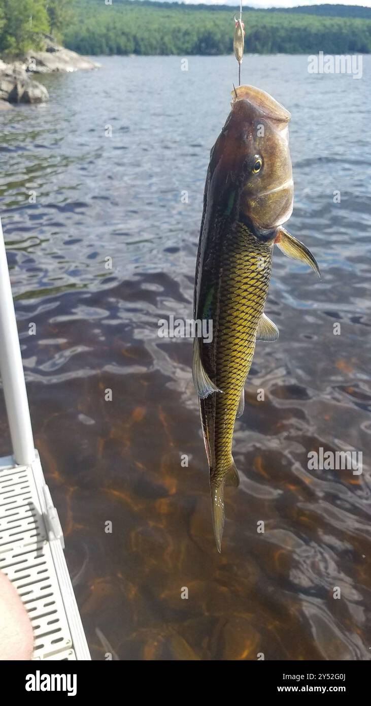 Fallfish (Semotilus corporalis) Actinopterygii Stock Photo - Alamy