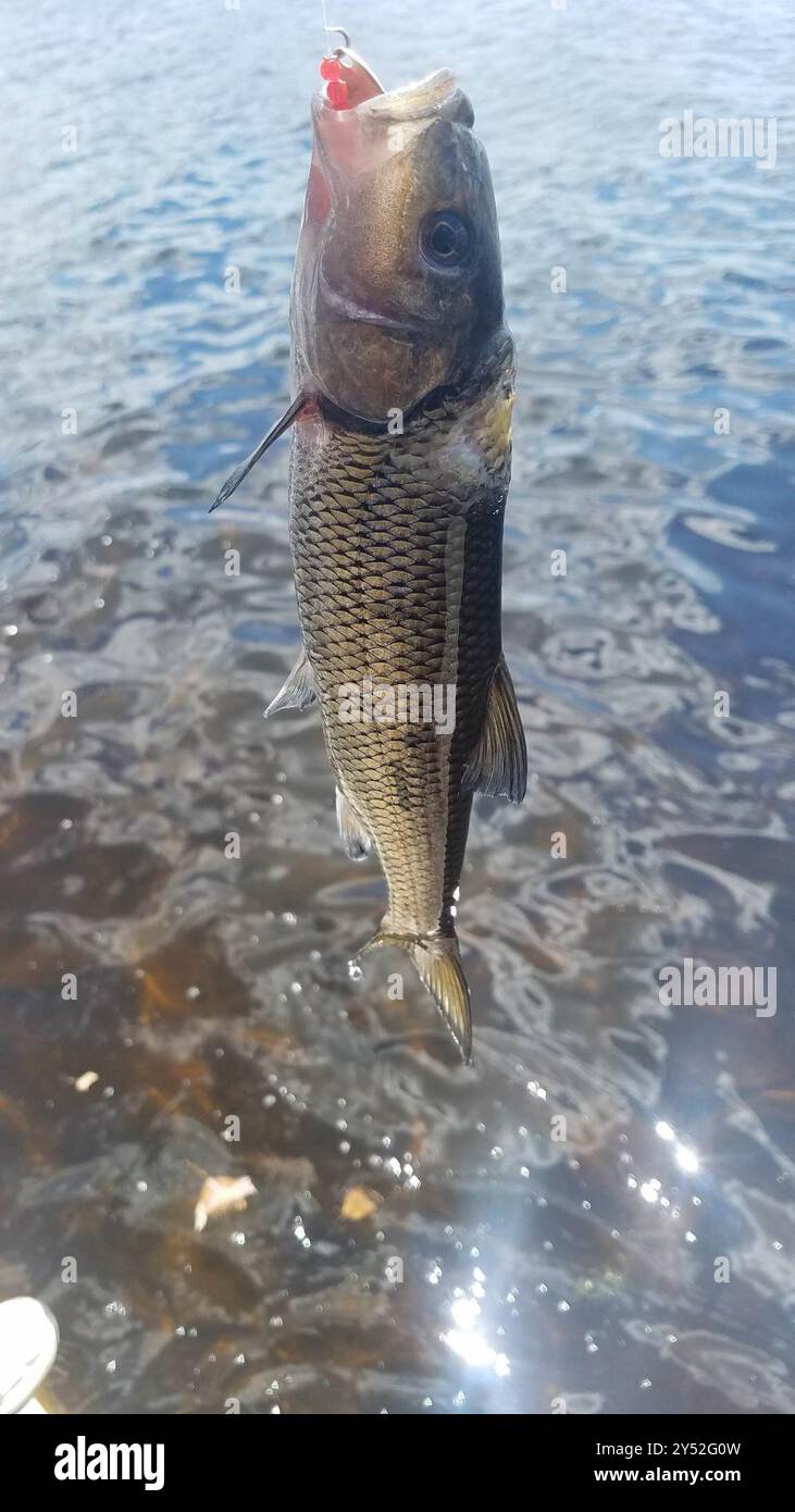 Fallfish (Semotilus corporalis) Actinopterygii Stock Photo - Alamy
