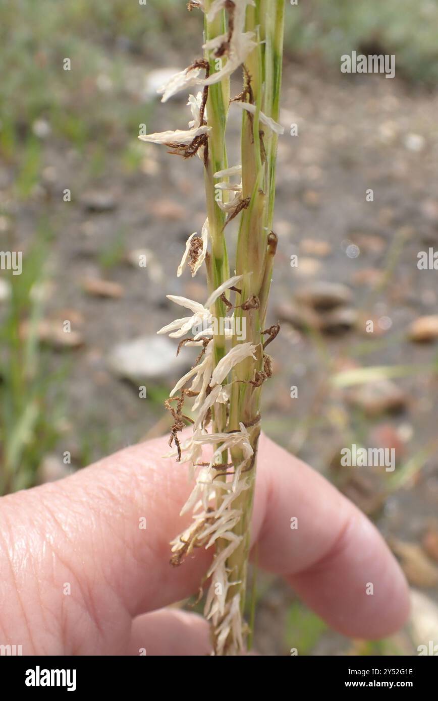 common cordgrass (Sporobolus anglicus) Plantae Stock Photo - Alamy