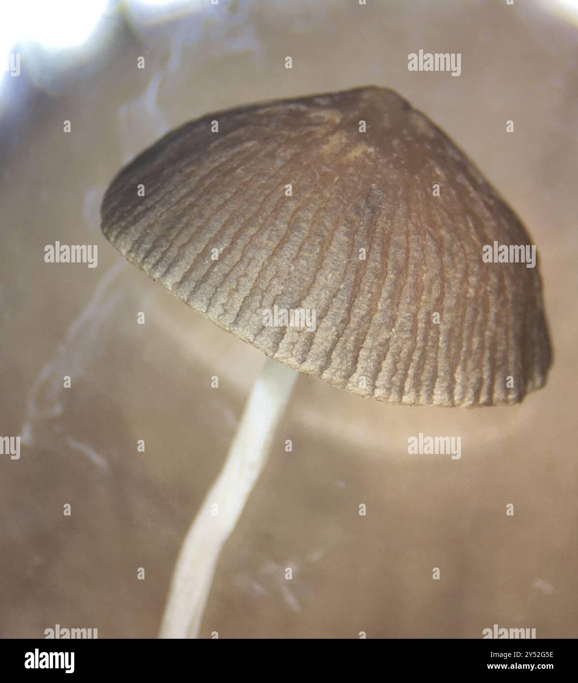 red edge brittlestem (Psathyrella corrugis) Fungi Stock Photo - Alamy