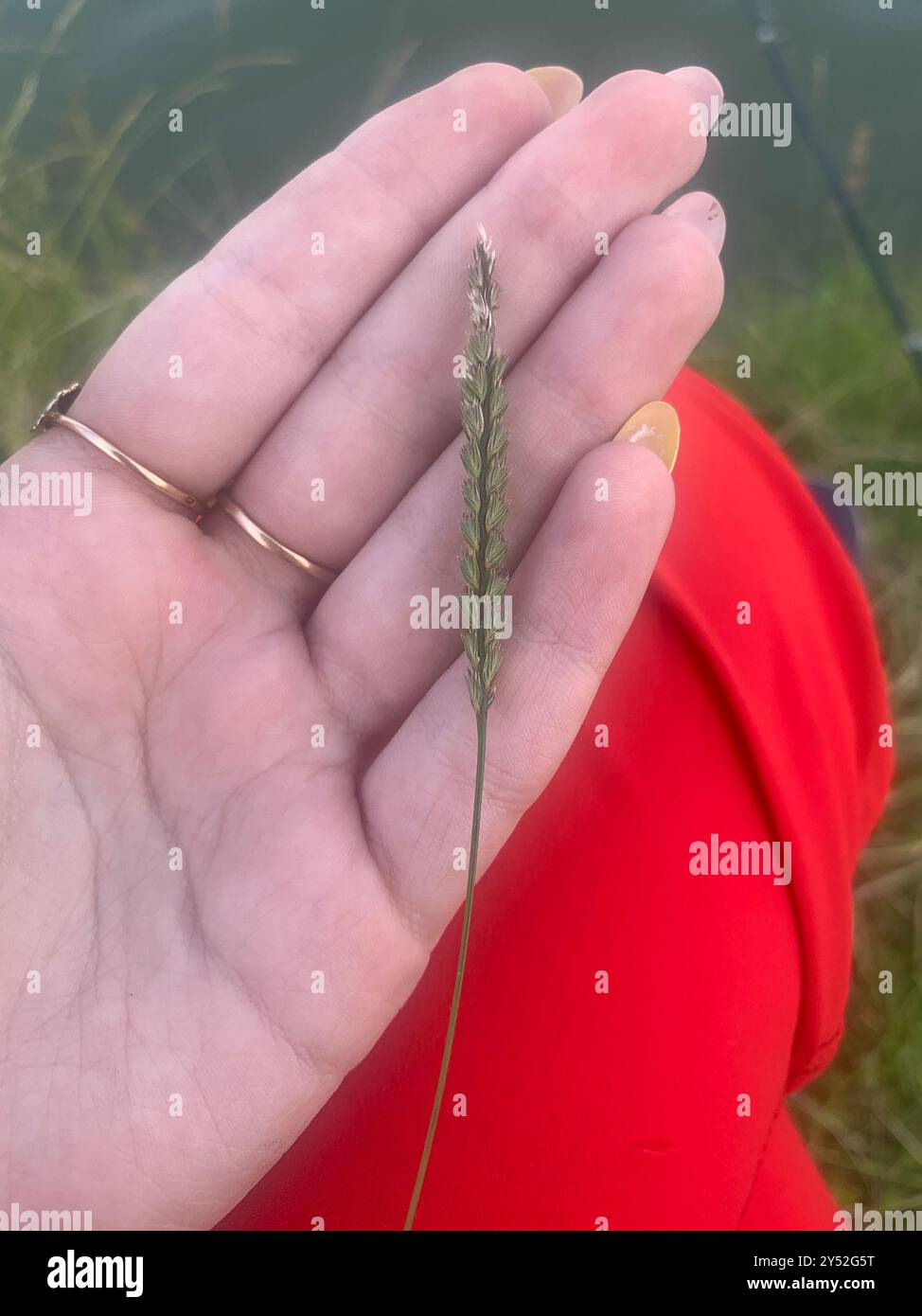 crested dogtail grass (Cynosurus cristatus) Plantae Stock Photo - Alamy