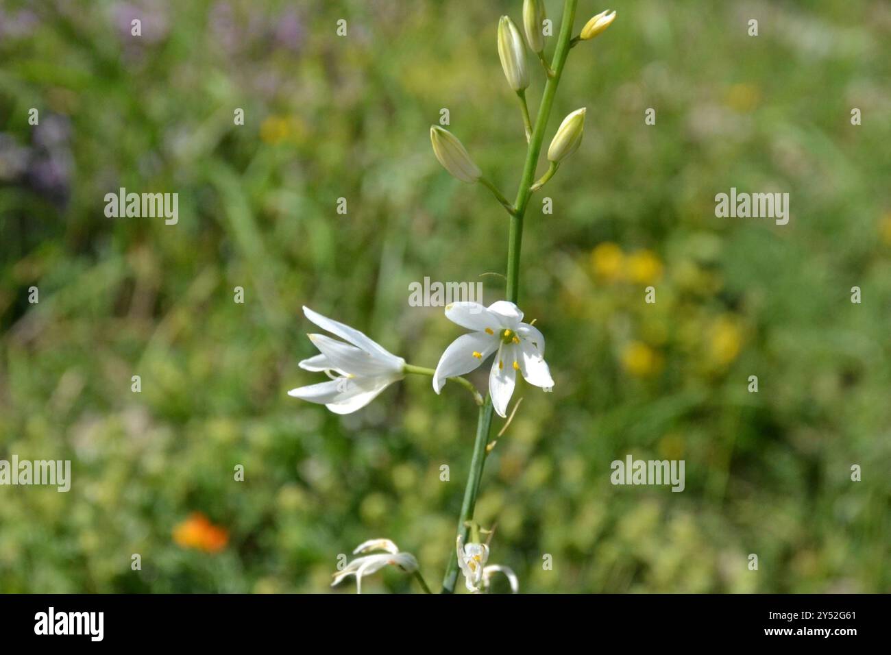 St Bernard's Lily (Anthericum liliago) Plantae Stock Photo - Alamy