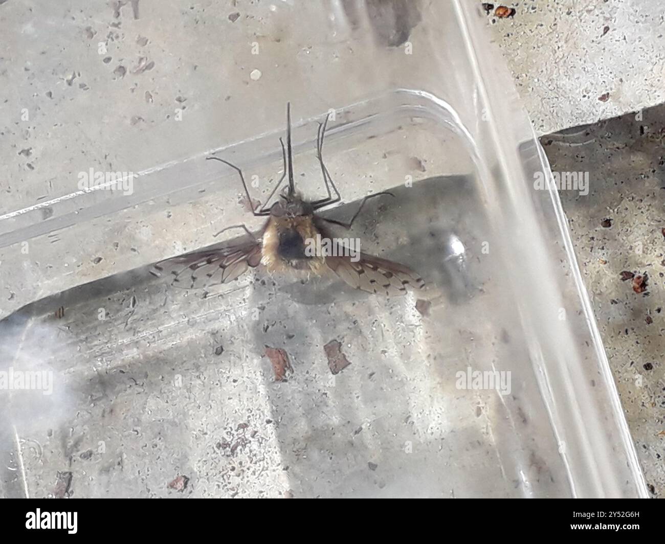 Dotted Bee Fly (Bombylius discolor) Insecta Stock Photo - Alamy