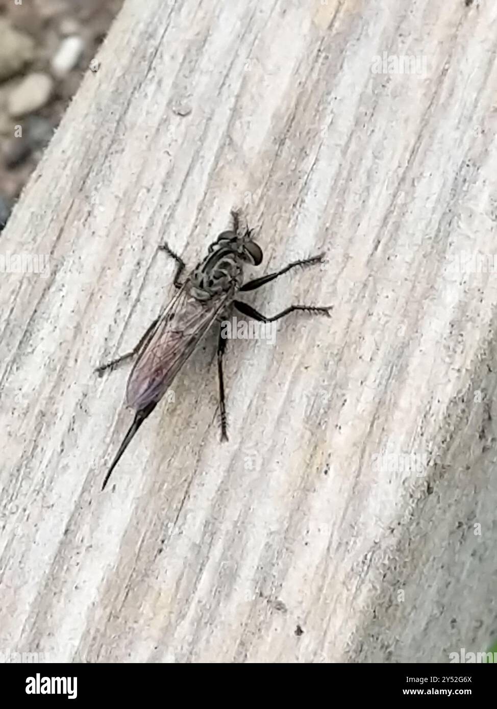 Hammertails (Efferia) Insecta Stock Photo - Alamy