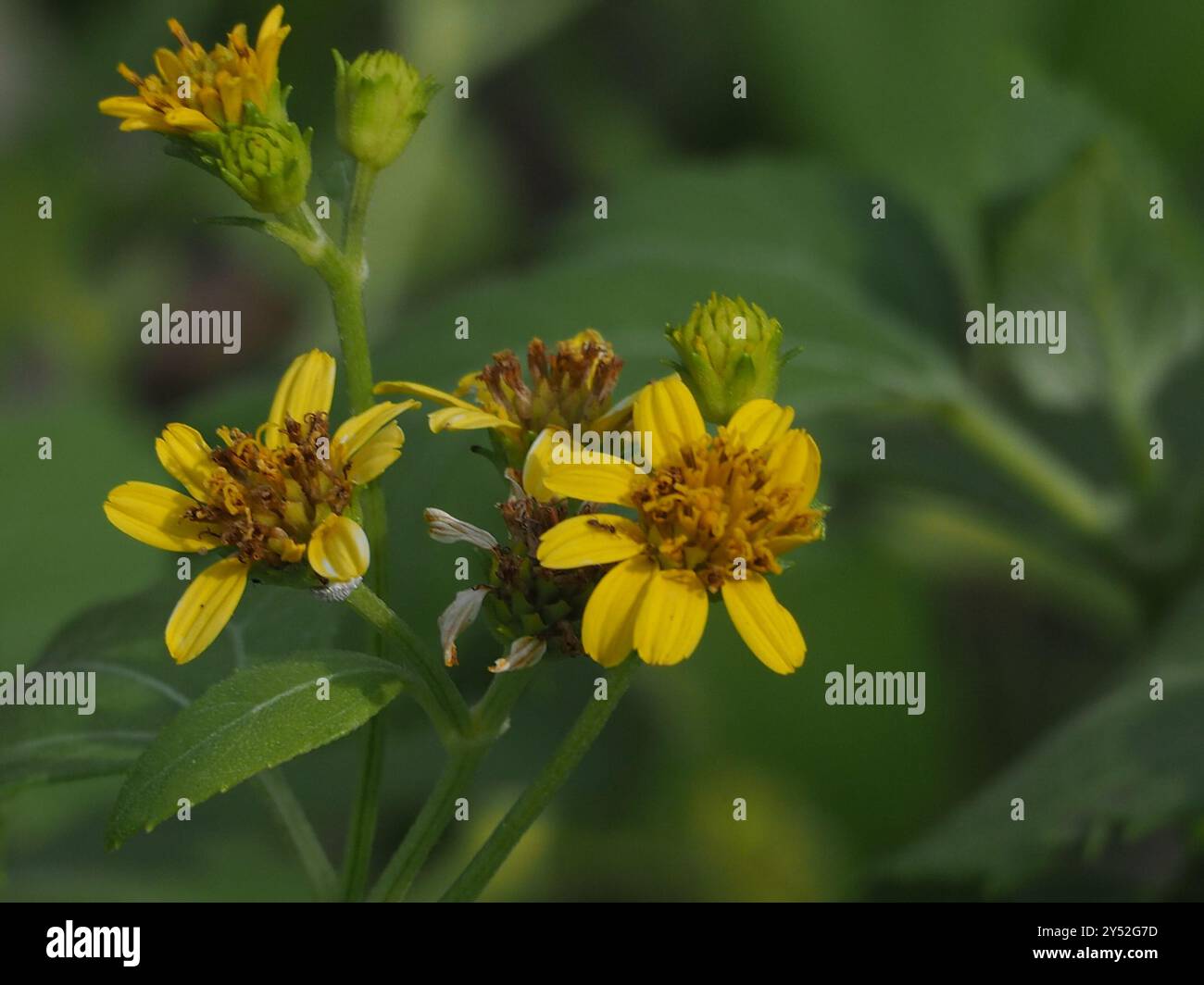 sea daisy (Wollastonia biflora) Plantae Stock Photo - Alamy