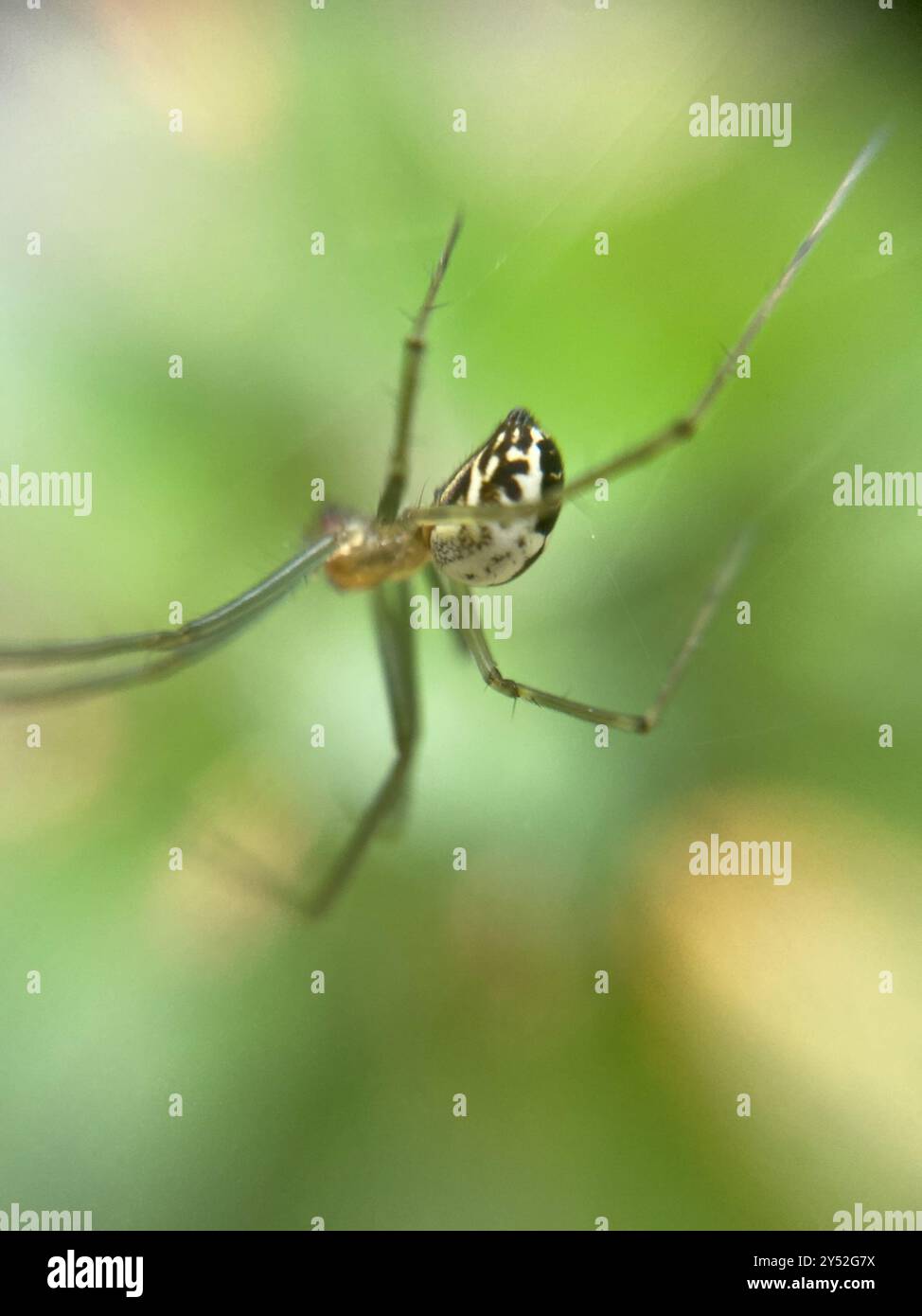 Emphana hi-res stock photography and images - Alamy