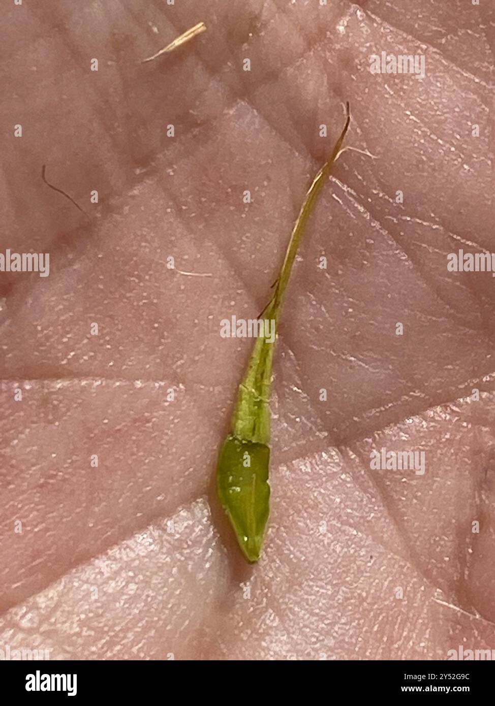short-bristled horned beaksedge (Rhynchospora corniculata) Plantae ...