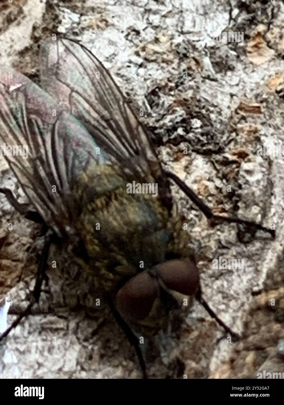 Cluster Flies (Pollenia) Insecta Stock Photo - Alamy