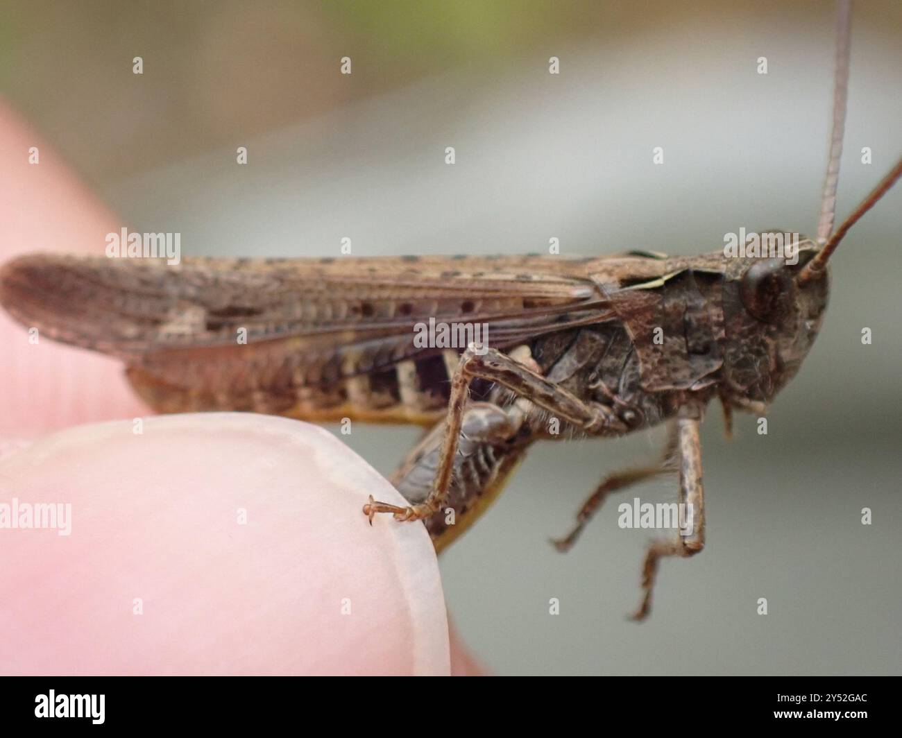 Bow-winged Grasshopper (Chorthippus biguttulus) Insecta Stock Photo - Alamy