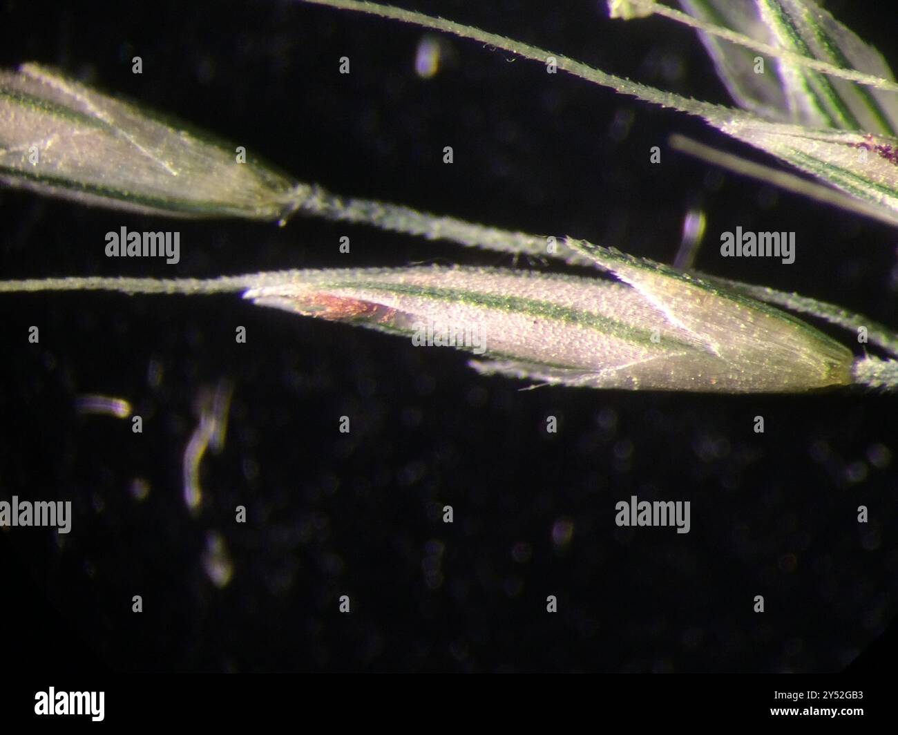 Slim-flower Muhly (Muhlenbergia tenuiflora) Plantae Stock Photo - Alamy
