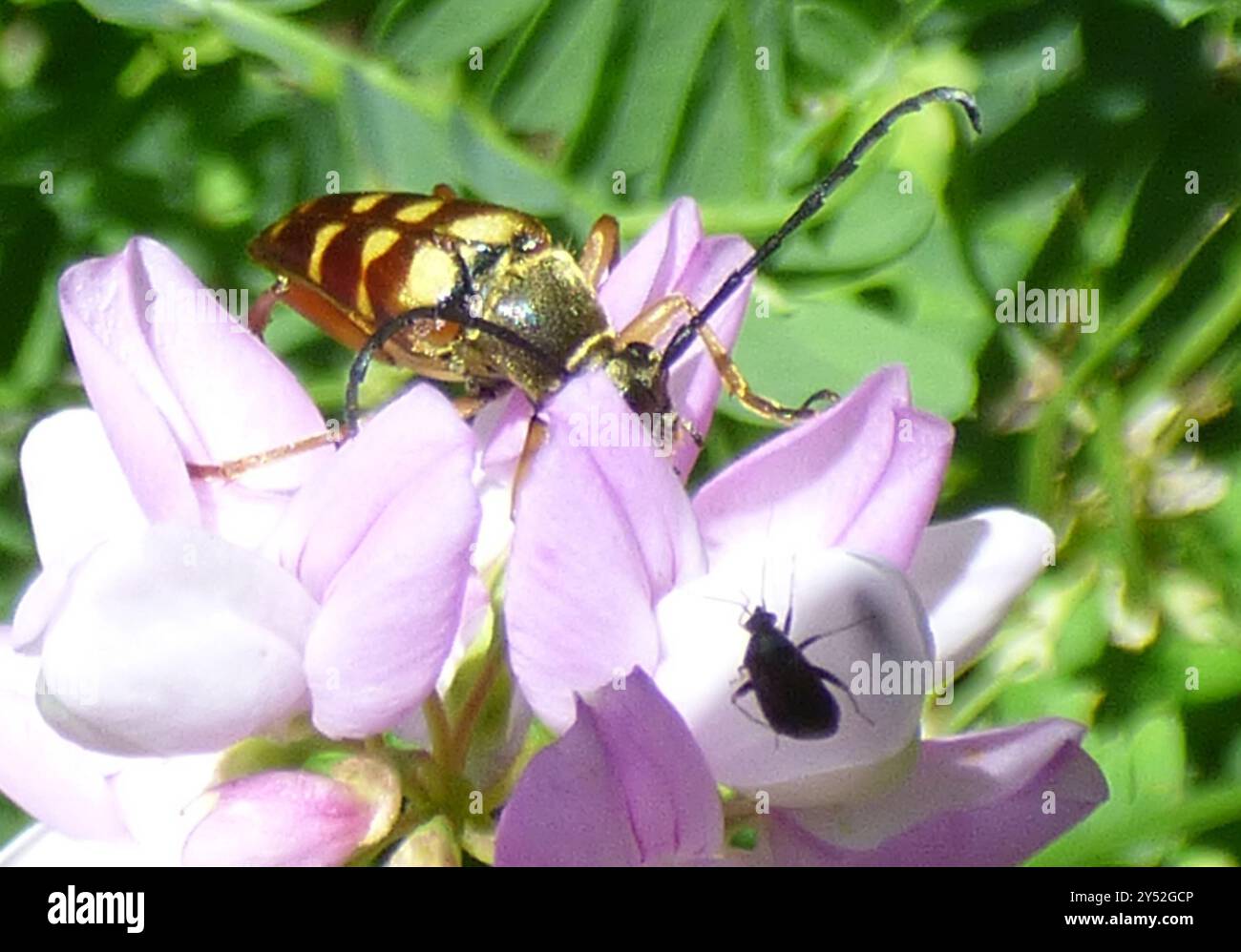 Banded Longhorn Beetle (Typocerus velutinus) Insecta Stock Photo - Alamy