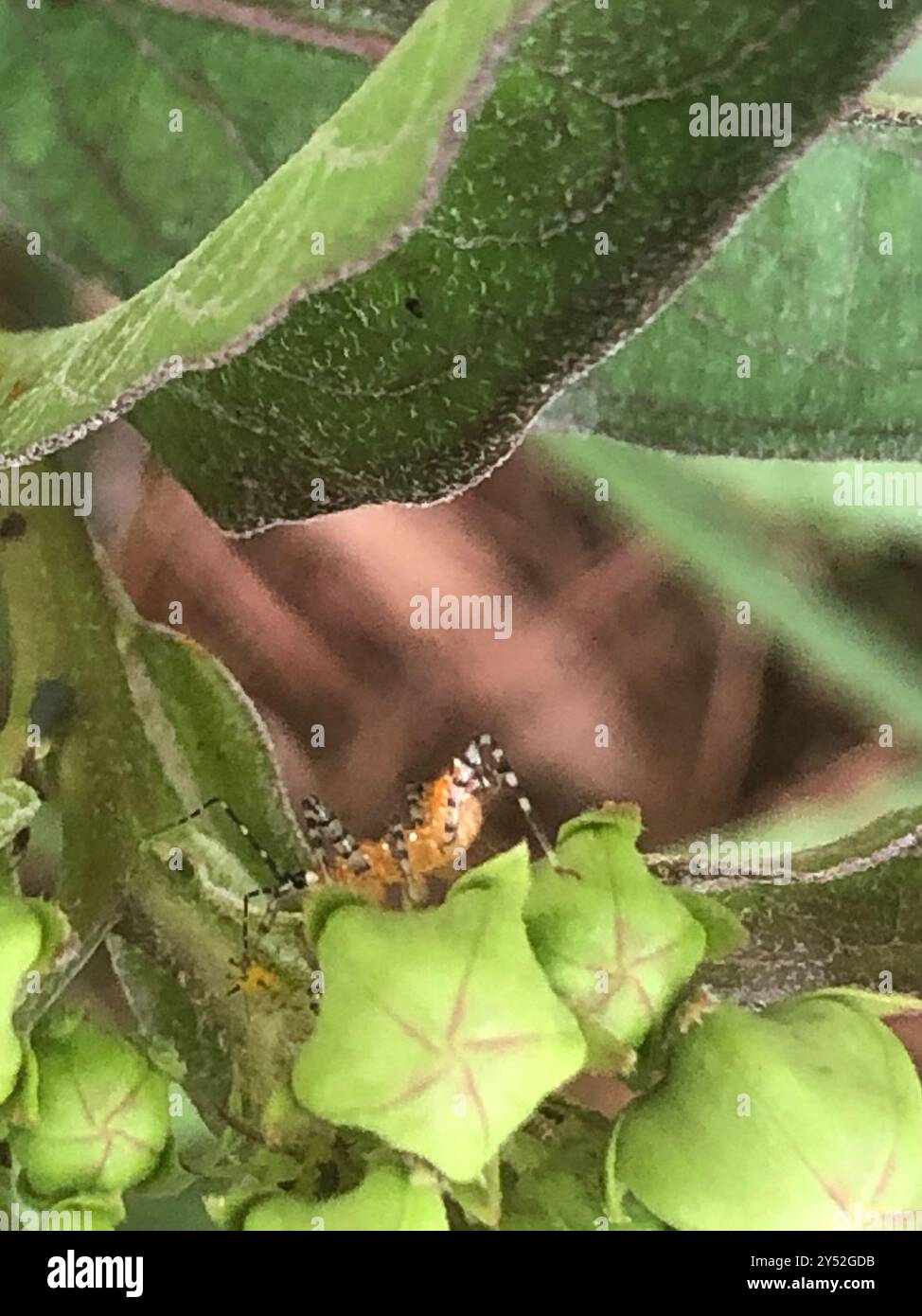Ringed Assassin Bug (Pselliopus cinctus) Insecta Stock Photo - Alamy