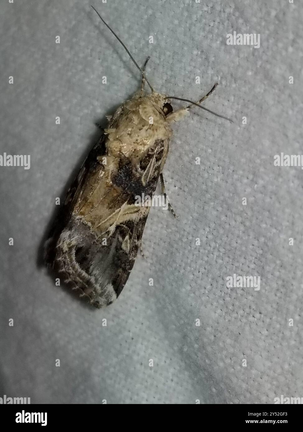 Yellow-striped Armyworm Moth (Spodoptera ornithogalli) Insecta Stock ...