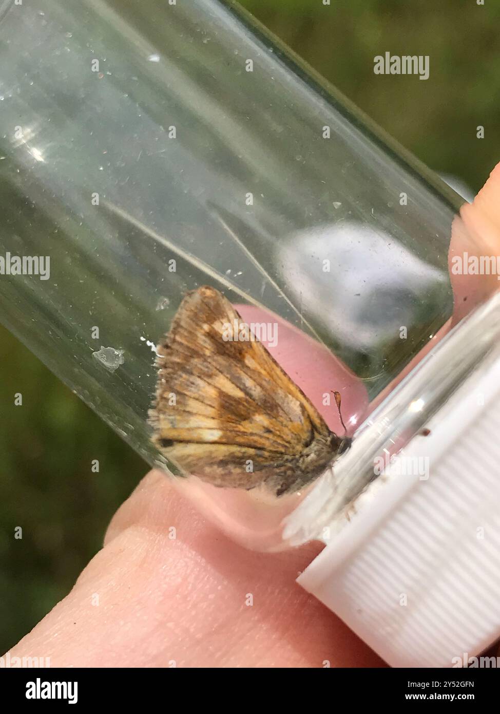 Long Dash (Polites mystic) Insecta Stock Photo - Alamy