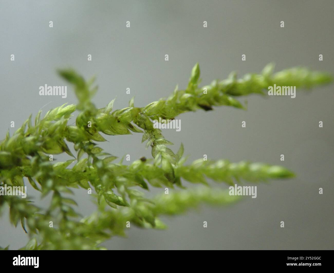 Oregon Beaked Moss (Kindbergia oregana) Plantae Stock Photo - Alamy