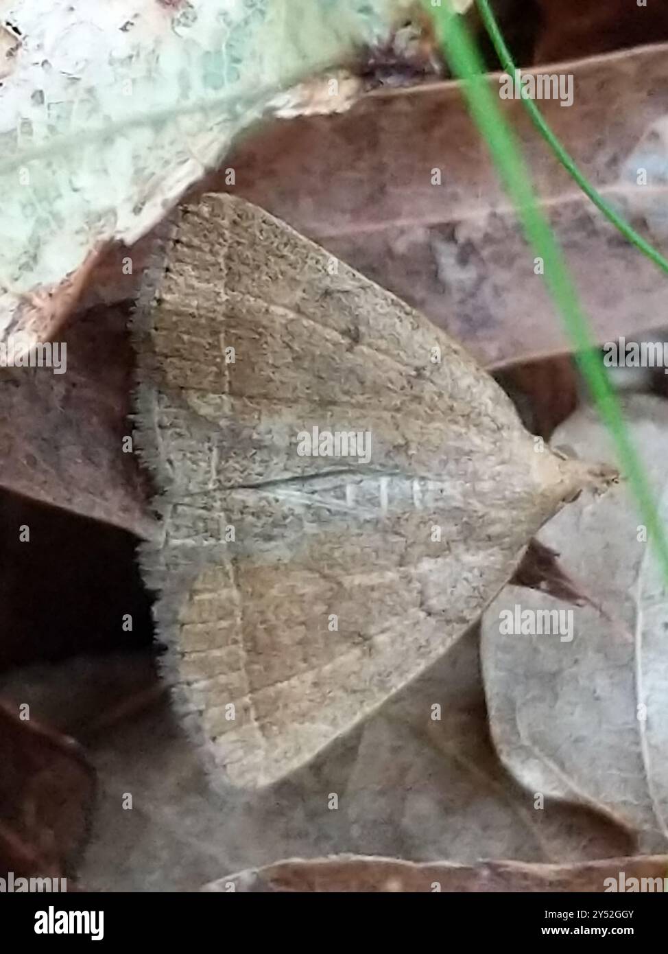 Wavy-lined Fan-foot (Zanclognatha jacchusalis) Insecta Stock Photo - Alamy