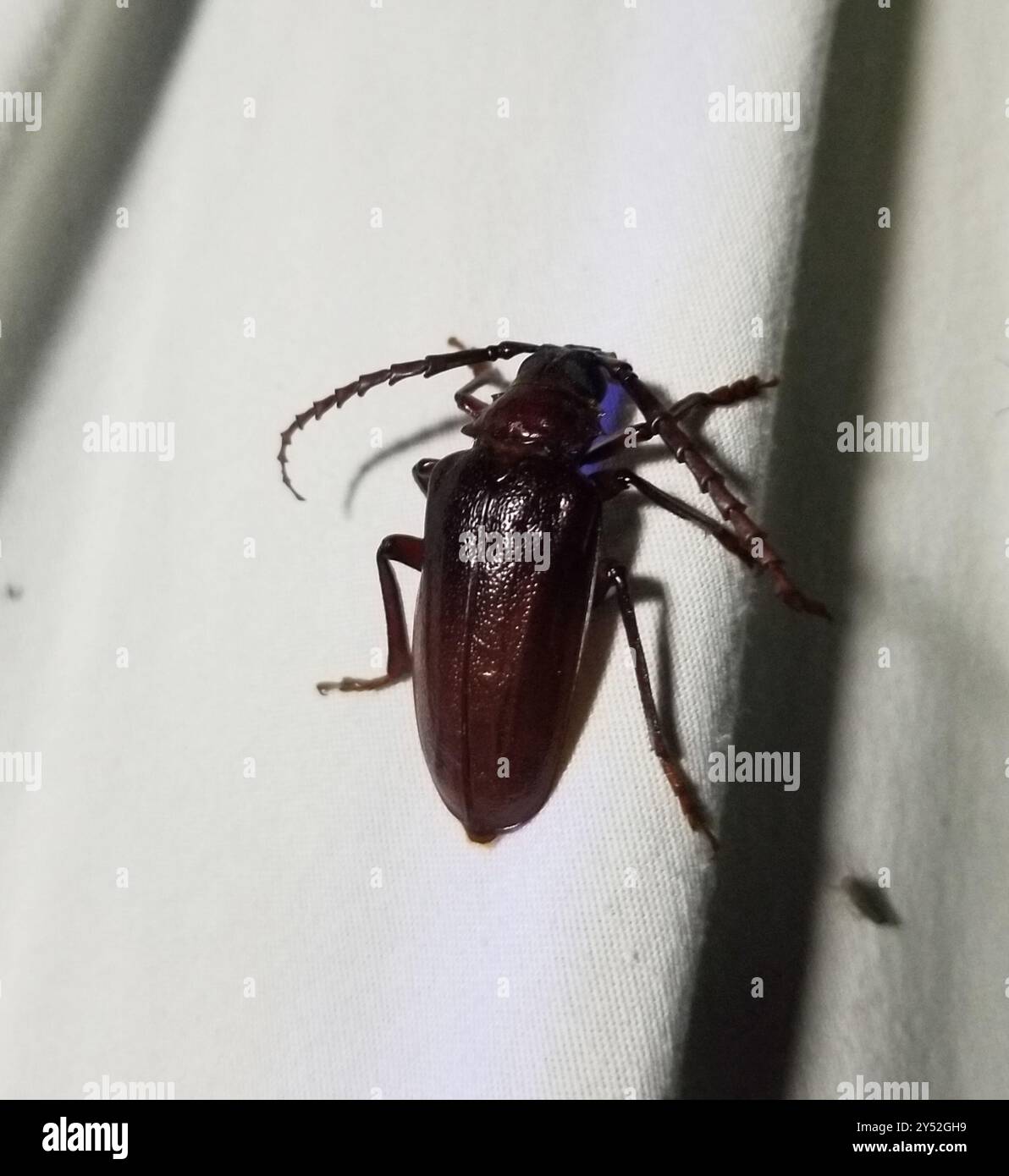 Tooth-necked Longhorn Beetle (Prionus pocularis) Insecta Stock Photo ...