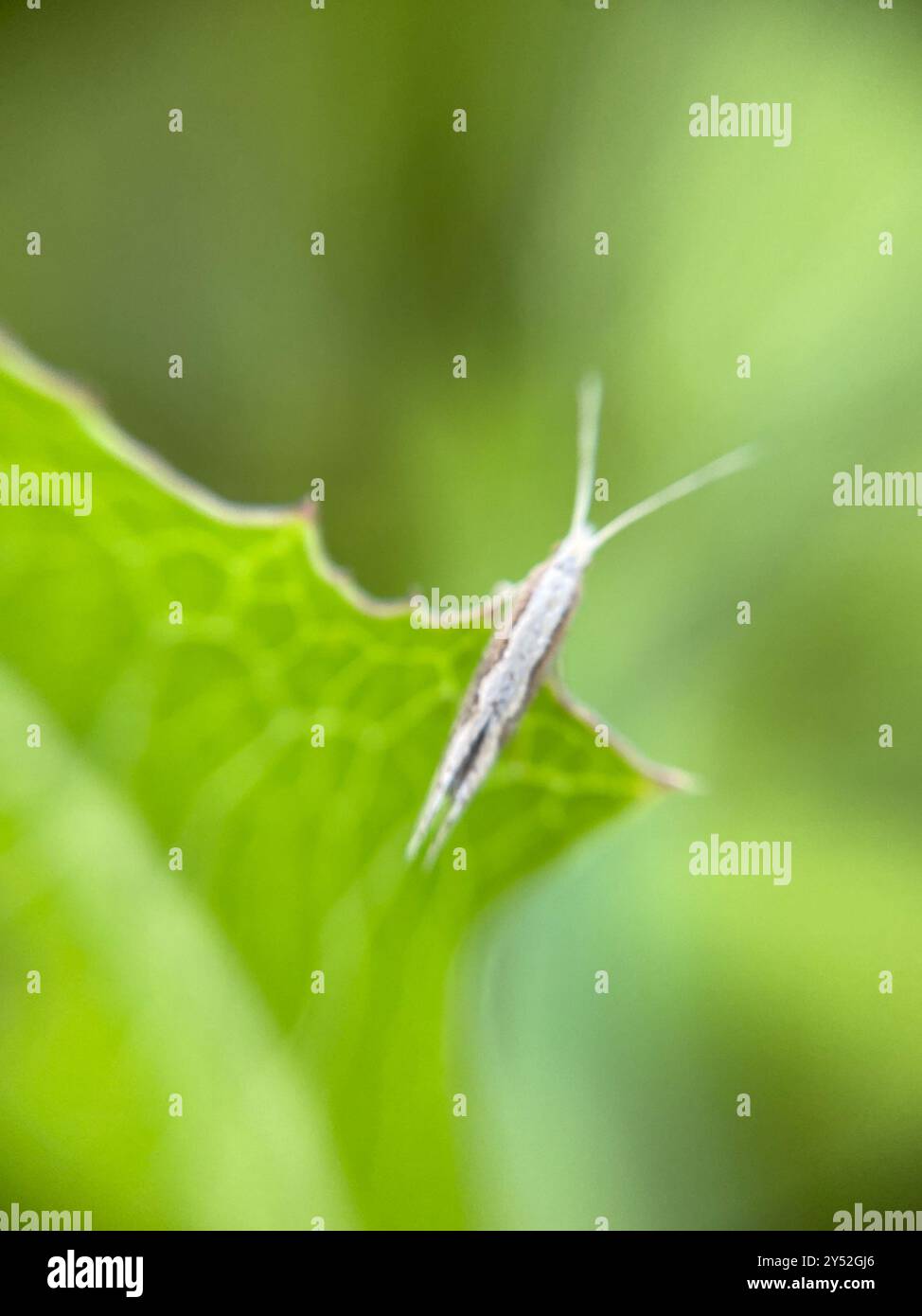 Diamondback Moth (Plutella xylostella) Insecta Stock Photo - Alamy