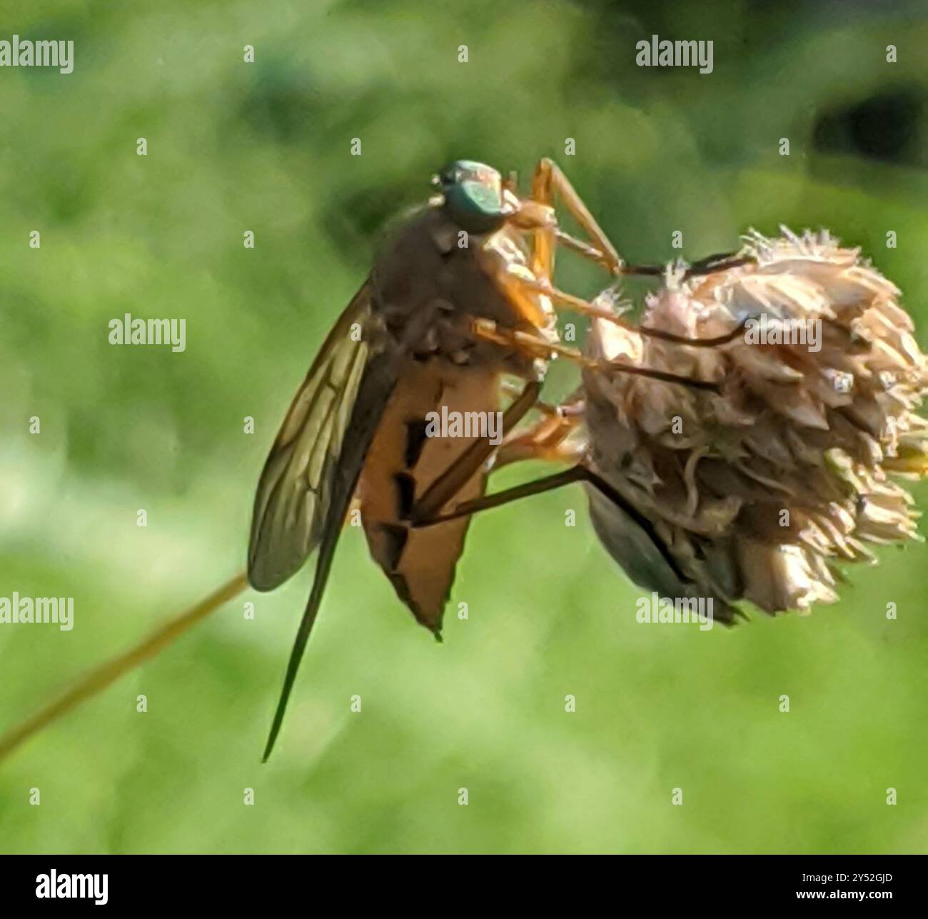 Marsh Snipe Fly (Rhagio tringarius) Insecta Stock Photo - Alamy